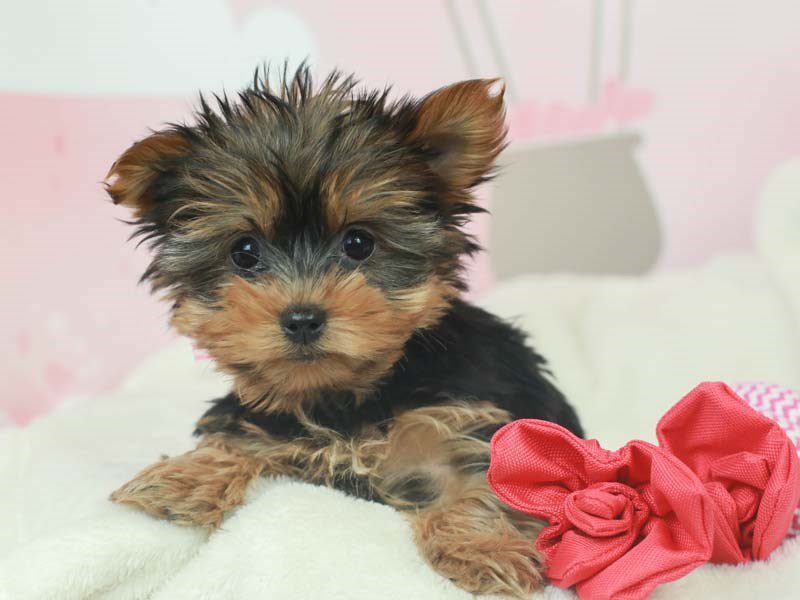 Yorkshire Terrier-DOG-Male--2612789-Animal Kingdom | Puppies N Love