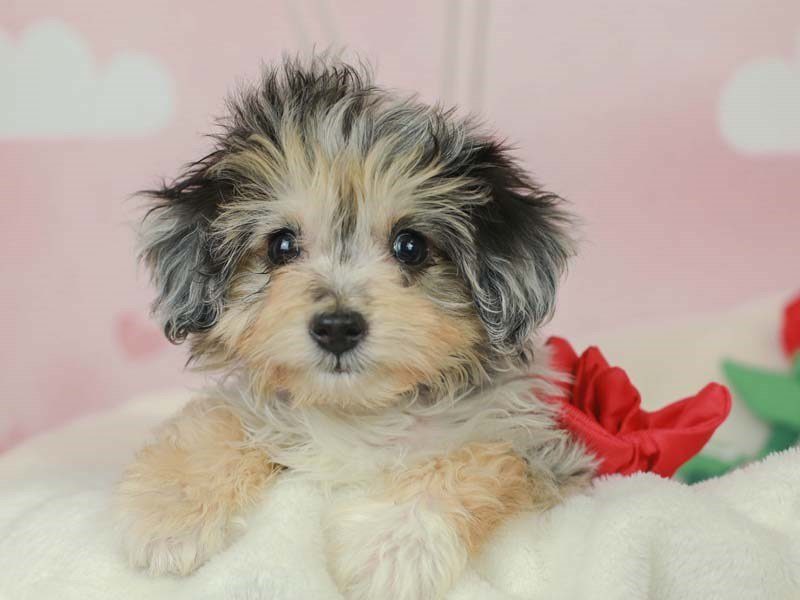 Toy Aussie Poo-DOG-Female--2613007-Animal Kingdom | Puppies N Love