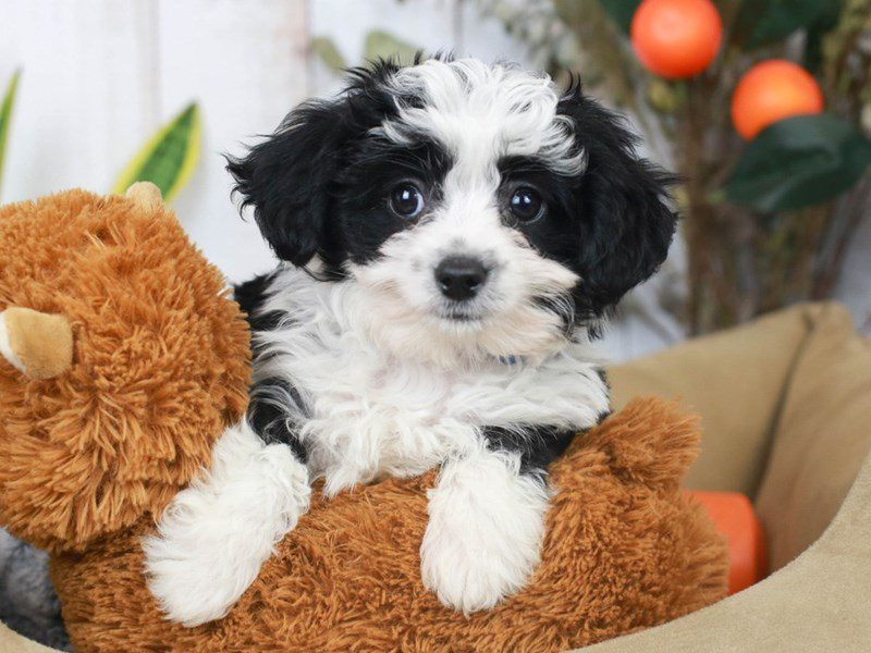 Mini Aussie Poo-DOG-Female--2627536-Animal Kingdom | Puppies N Love