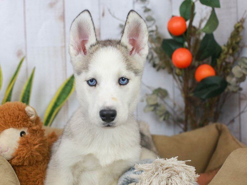 Siberian Husky-DOG-Female--2627147-Animal Kingdom | Puppies N Love