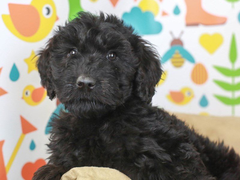 Whoodle-DOG-Female--2649505-Animal Kingdom | Puppies N Love