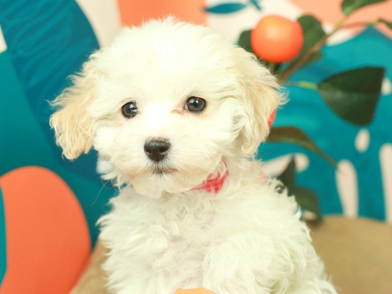 Malti Poo-DOG-Female--2656633-Animal Kingdom | Puppies N Love