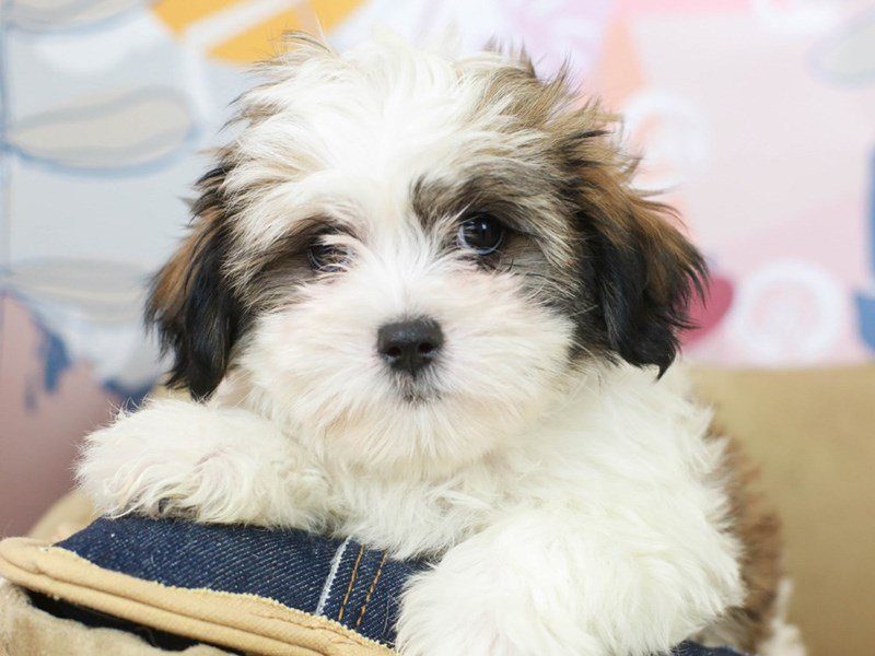 Malshi-DOG-Male--2676099-Animal Kingdom | Puppies N Love