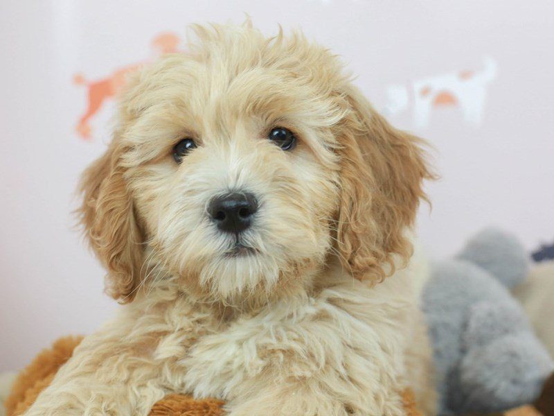 Mini Newfie Poo-DOG-Male--2682277-Animal Kingdom | Puppies N Love