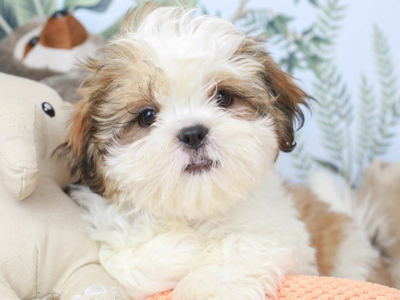 Shih Tzu-DOG-Male--2688827-Animal Kingdom | Puppies N Love