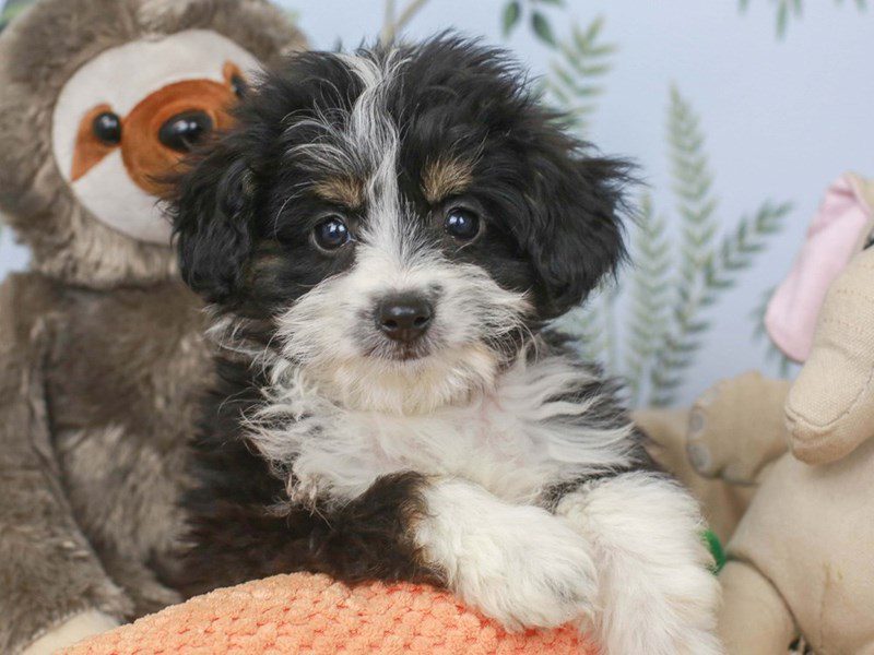 Mini Aussie Poo-DOG-Female--2689135-Animal Kingdom | Puppies N Love Mini Aussie Poo-DOG-Female--2689135-Animal Kingdom | Puppies N Love