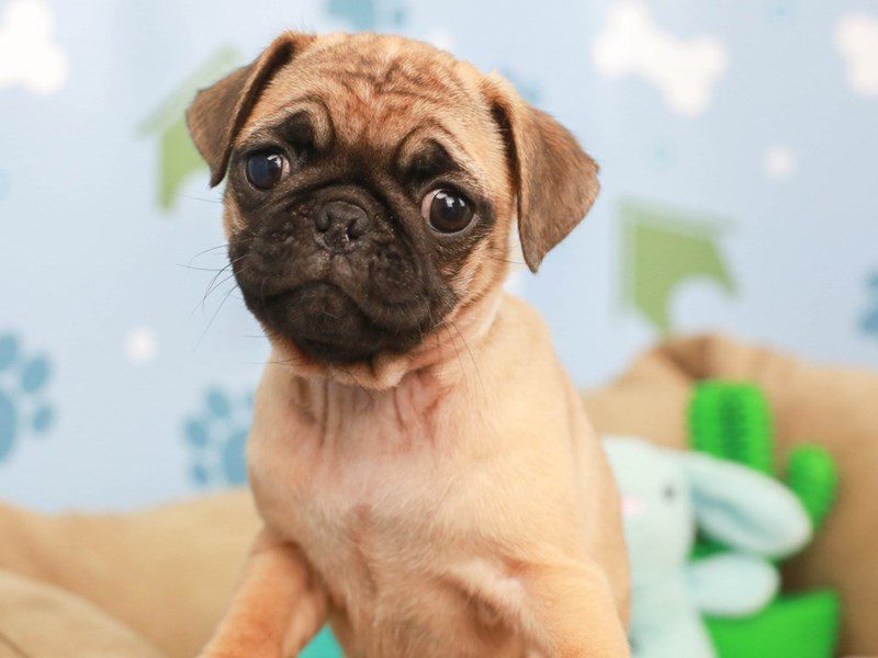 Pug-DOG-Female-FAWN-2709134-Animal Kingdom | Puppies N Love