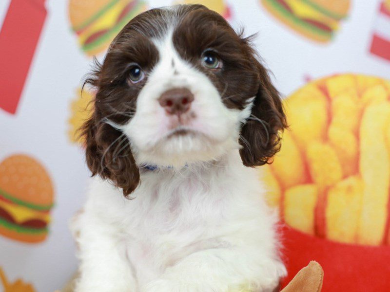 Cocker Spaniel-DOG-Male--2773837-Animal Kingdom | Puppies N Love