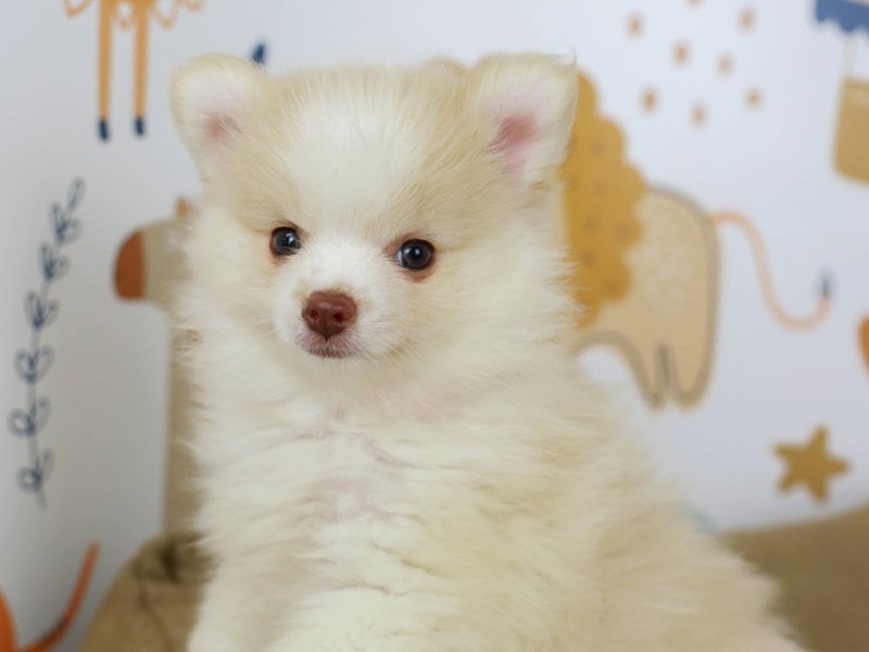 Pomeranian-DOG-Male--2783157-Animal Kingdom | Puppies N Love