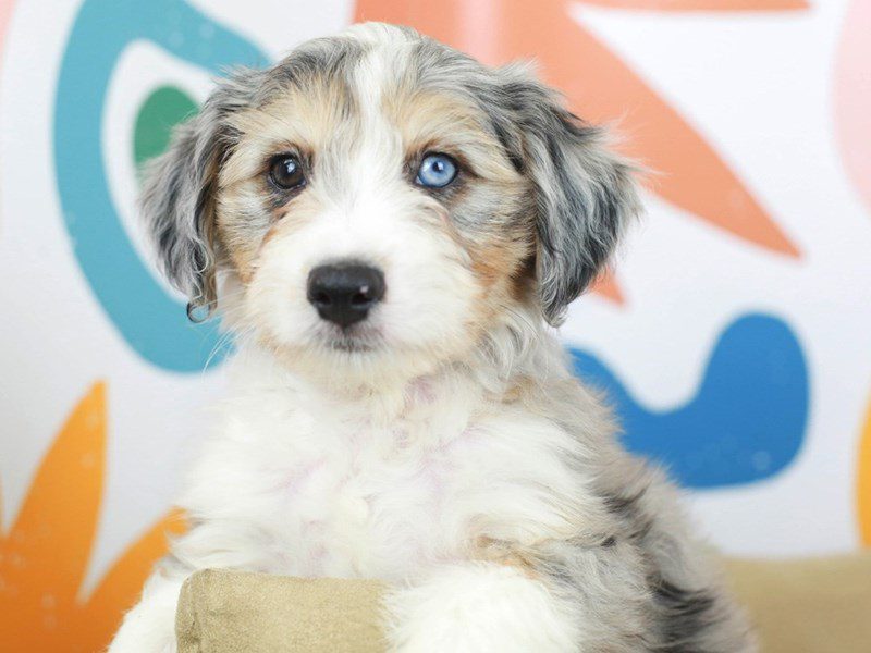 Mini Aussie Poo-DOG-Male--2789042-Animal Kingdom | Puppies N Love Mini Aussie Poo-DOG-Male--2789042-Animal Kingdom | Puppies N Love