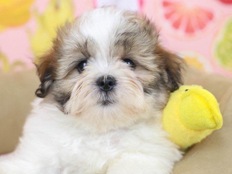 Teddy Bear-DOG-Male--2796629-Animal Kingdom | Puppies N Love