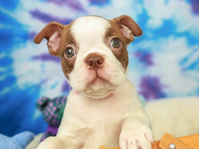 Boston Terrier-DOG-Male--2803235-Animal Kingdom | Puppies N Love