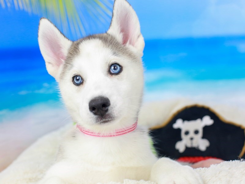 Siberian Husky-DOG-Female--2811316-Animal Kingdom | Puppies N Love