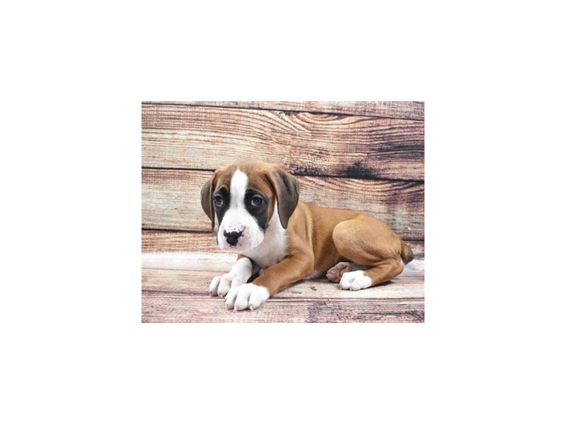 Boxer-DOG-Female-Fawn-2818180-Animal Kingdom | Puppies N Love