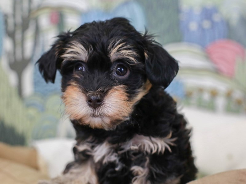 Havapoo-DOG-Female--2834621-Animal Kingdom | Puppies N Love