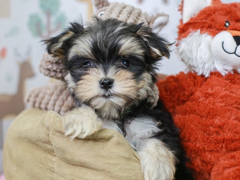 Morkie-DOG-Female--2899040-Animal Kingdom | Puppies N Love
