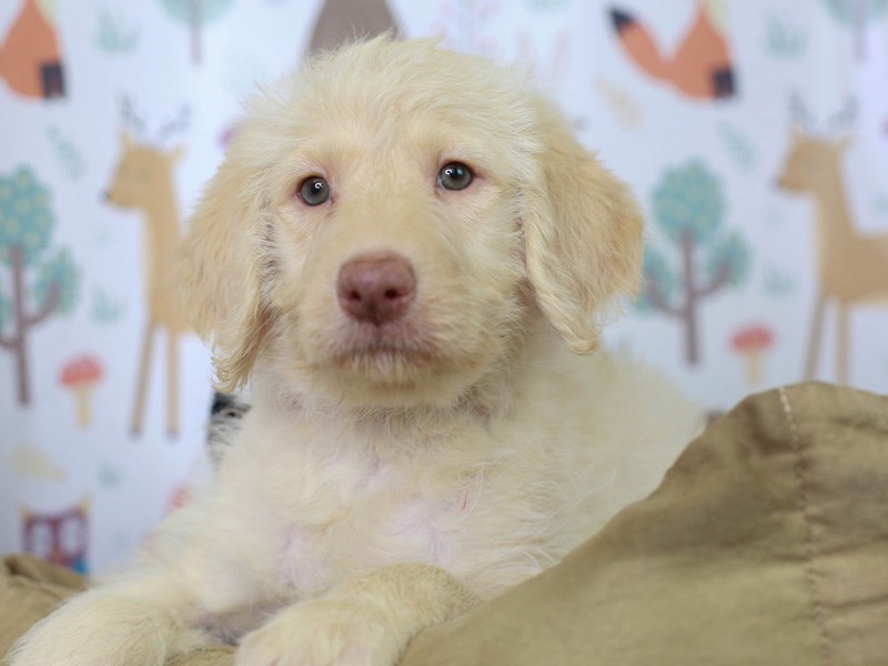 Labradoodle-DOG-Female-CREAM-2897955-Animal Kingdom | Puppies N Love