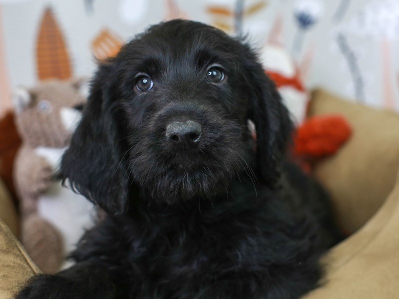 Labradoodle-DOG-Male-Black-2901863-Animal Kingdom | Puppies N Love