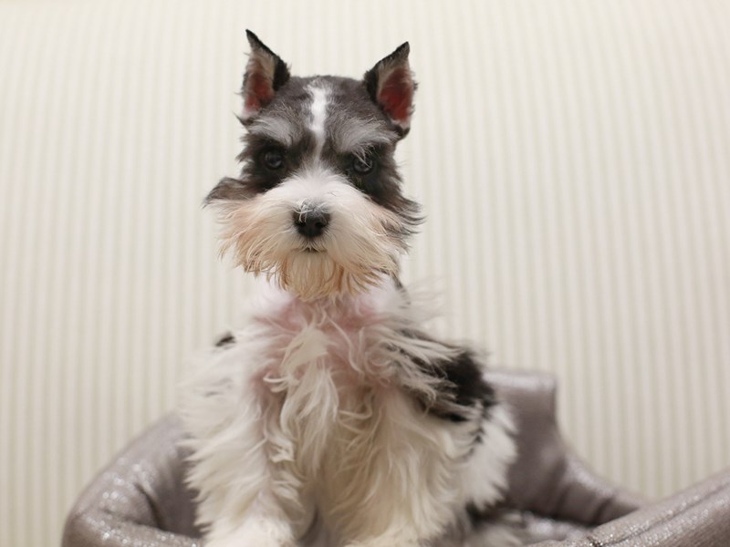 Mini Schnauzer-DOG-Female--2906237-Animal Kingdom | Puppies N Love