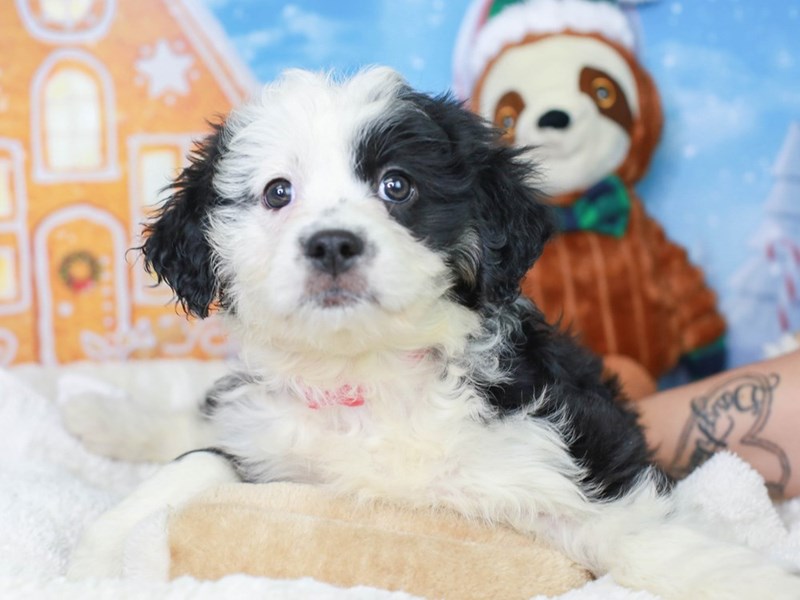 Mini Aussie Poo-DOG-Female--2927455-Animal Kingdom | Puppies N Love Mini Aussie Poo-DOG-Female--2927455-Animal Kingdom | Puppies N Love