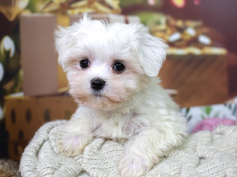 Maltese-DOG-Female--2935431-Animal Kingdom | Puppies N Love
