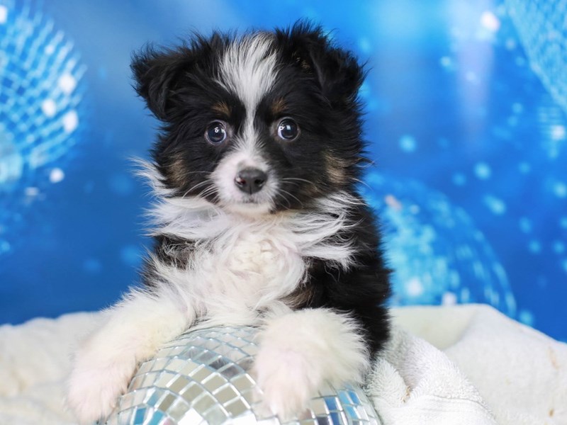 Mini Aussie-DOG-Male--2947970-Animal Kingdom | Puppies N Love