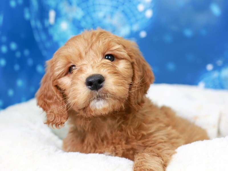 Mini Goldendoodle-DOG-Female--2947729-Animal Kingdom | Puppies N Love