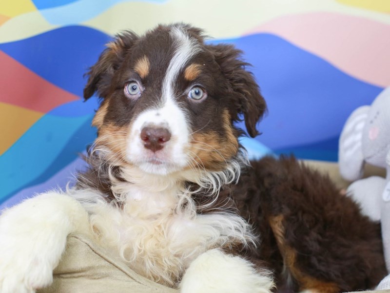 Australian Shepherd-DOG-Male--2958247-Animal Kingdom | Puppies N Love