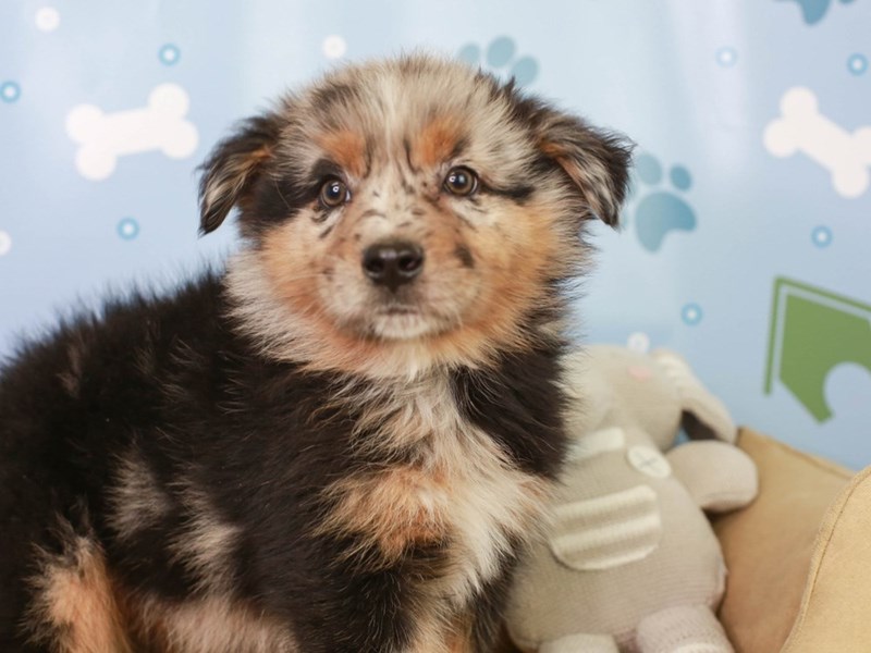 Australian Shepherd-DOG-Male--2965624-Animal Kingdom | Puppies N Love