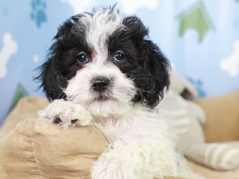 Havapoo-DOG-Male--2966087-Animal Kingdom | Puppies N Love