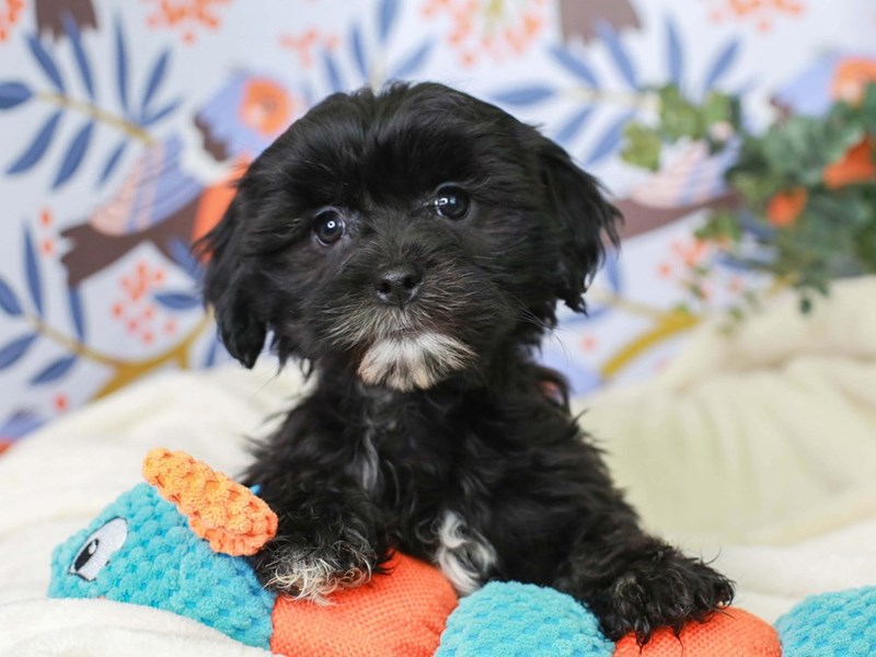 Lhatese-DOG-Female--2973944-Animal Kingdom | Puppies N Love