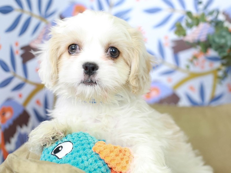 Lhasalier-DOG-Male--2974483-Animal Kingdom | Puppies N Love