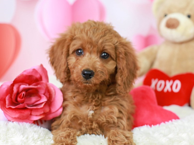 Mini Goldendoodle-DOG-Female--2998817-Animal Kingdom | Puppies N Love