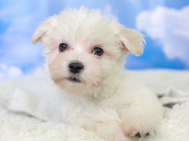 Maltese-DOG-Male--3047778-Animal Kingdom | Puppies N Love