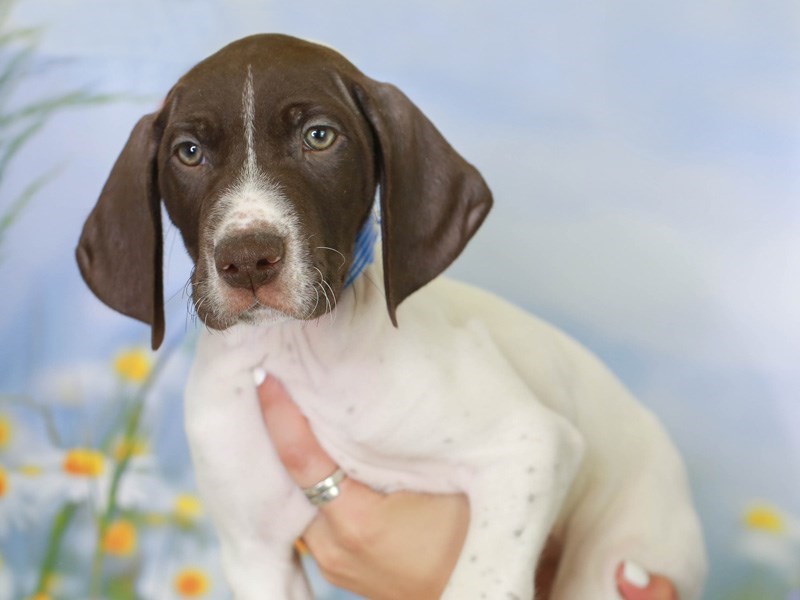 German Shorthair Pointer-DOG-Male-Liver and White-3056756-Animal ...