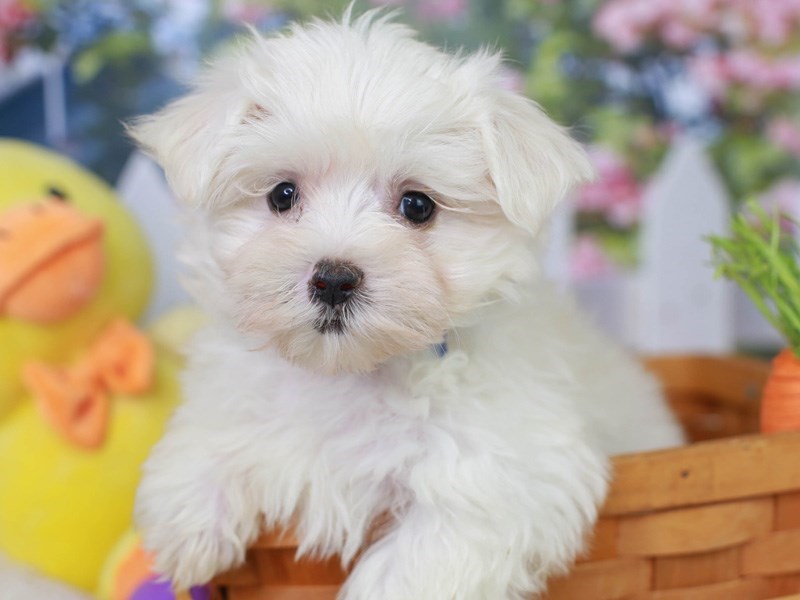 Maltese-DOG-Female--3069690-Animal Kingdom | Puppies N Love