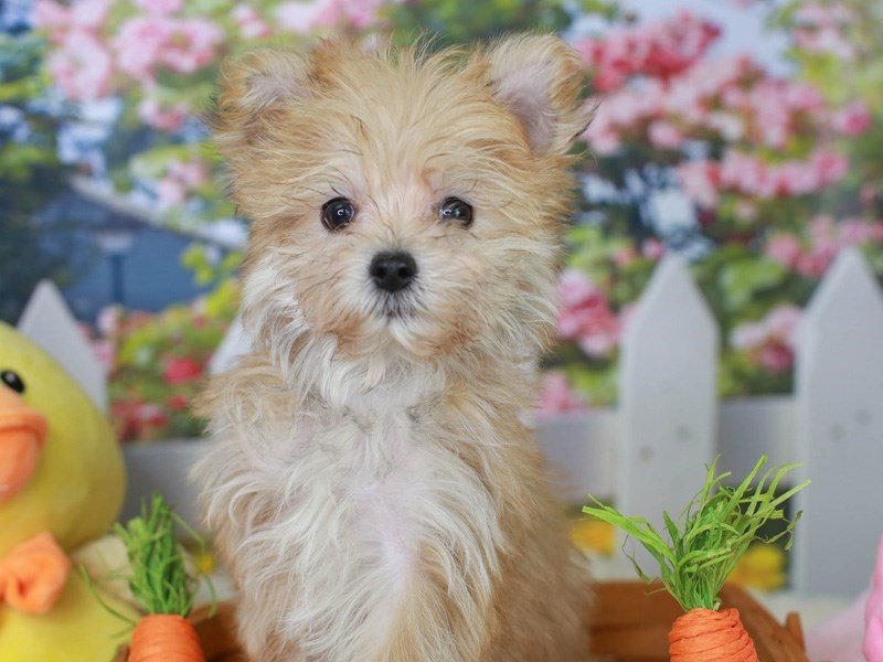 Morkie-DOG-Female--3069650-Animal Kingdom | Puppies N Love