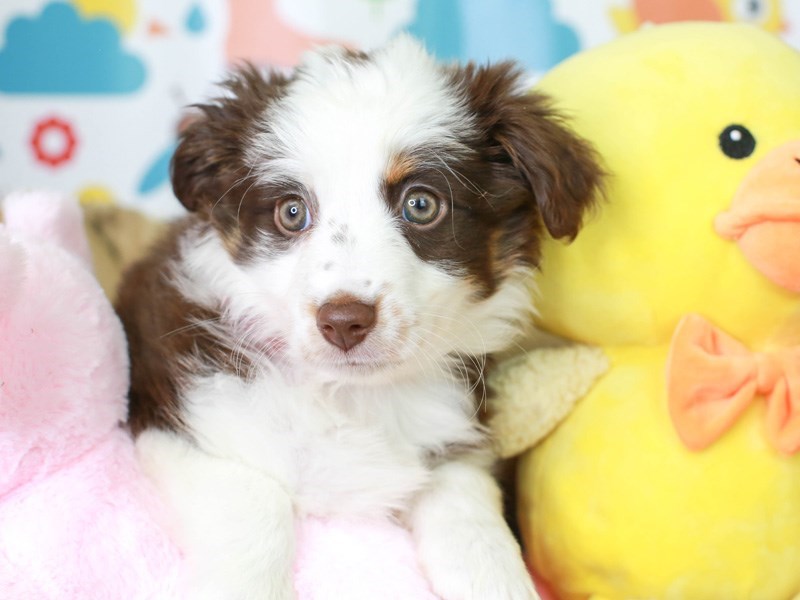 Mini Aussie-DOG-Female--3079845-Animal Kingdom | Puppies N Love