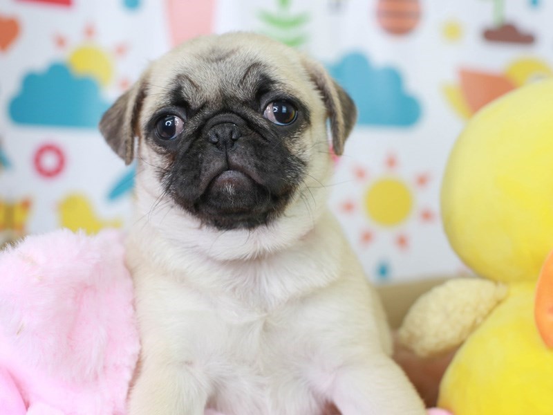 Pug-DOG-Female-Fawn-3078448-Animal Kingdom | Puppies N Love