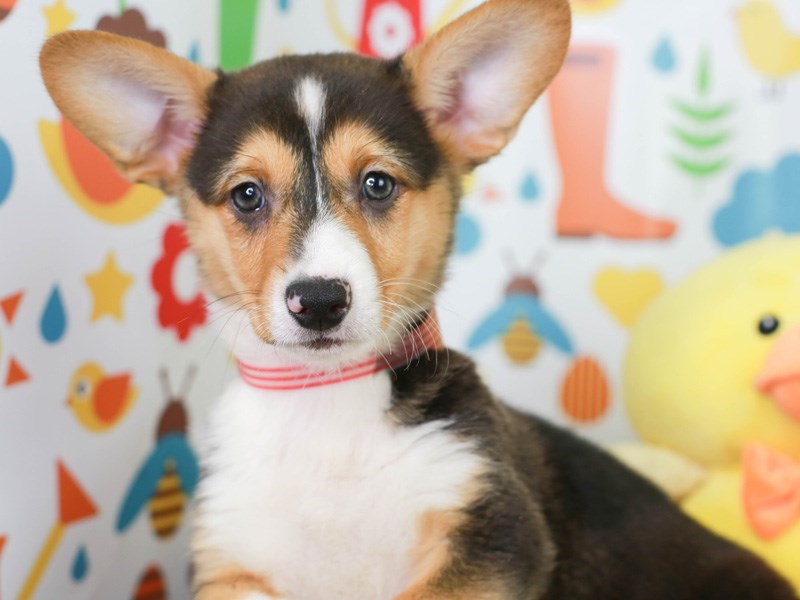Pembroke Welsh Corgi-DOG-Female-Black and White-3078274-Animal Kingdom ...