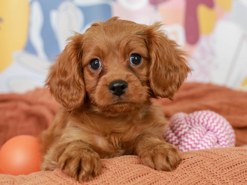 Cavapoo-DOG-Male--3091050-Animal Kingdom | Puppies N Love