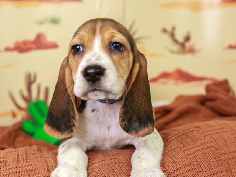 Beagle-DOG-Female--3102360-Animal Kingdom | Puppies N Love