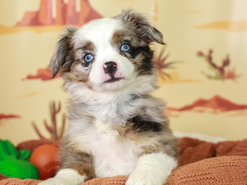 Mini Aussie-DOG-Female-BLUE MERLE-3102160-Animal Kingdom | Puppies N Love