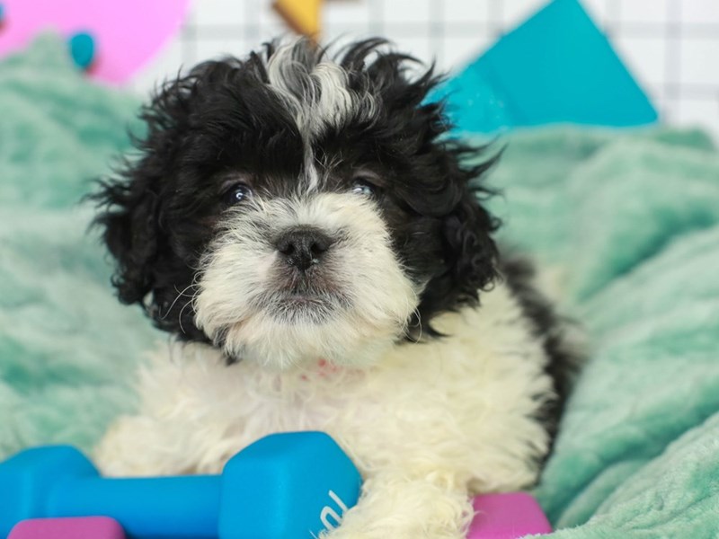 Lhasa Poo-DOG-Male--3113586-Animal Kingdom | Puppies N Love