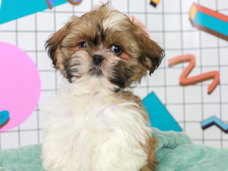 Shih Tzu-DOG-Male-Gold and White-3111633-Animal Kingdom | Puppies N Love