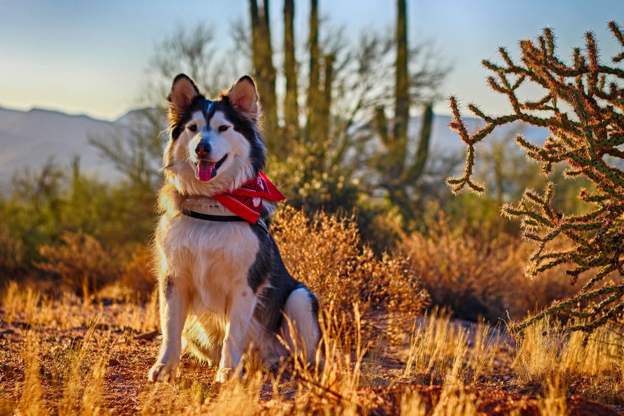 2019 Most Popular Dog Breeds US and Arizona | Animal Kingdom AZ