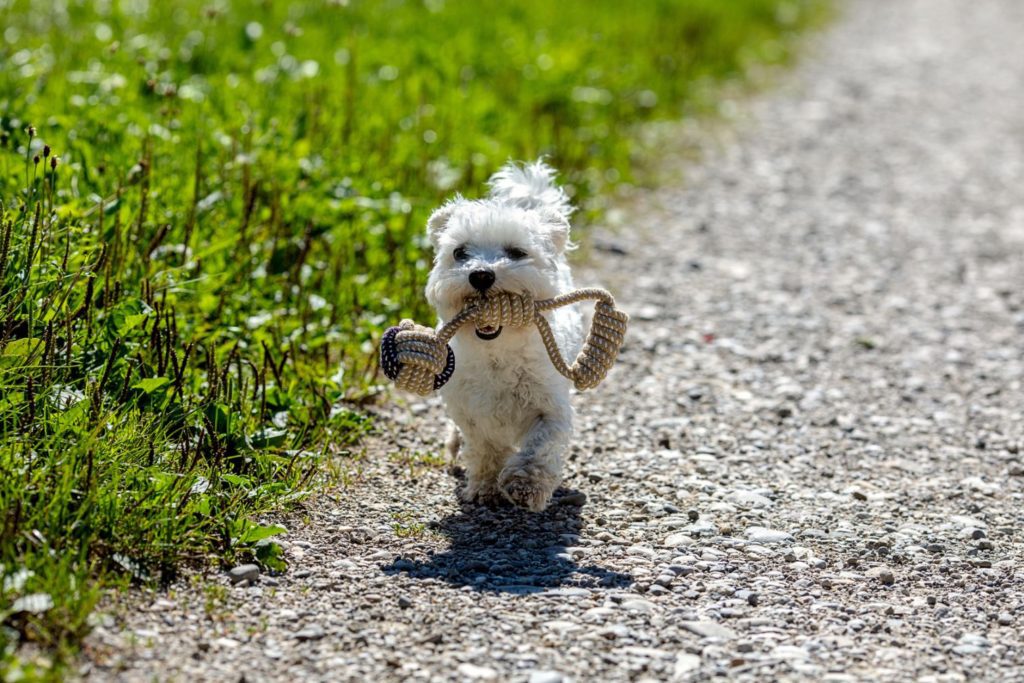 How Much Do Dogs Remember? | Animal Kingdom AZ