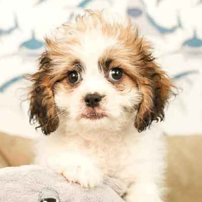 Cavatzu Puppies Available in Phoenix & Tucson, AZ