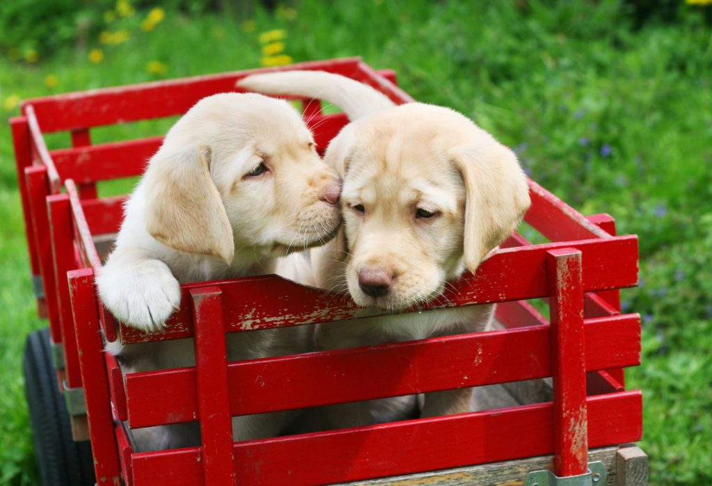 Pooch Facts: 13 Unbelievable Facts You Never Knew