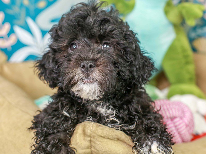 Lachon-DOG-Male--3123982-Animal Kingdom | Puppies N Love